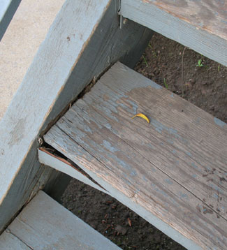 Damaged 3 x 12 Stair Tread - Poor Maintenance